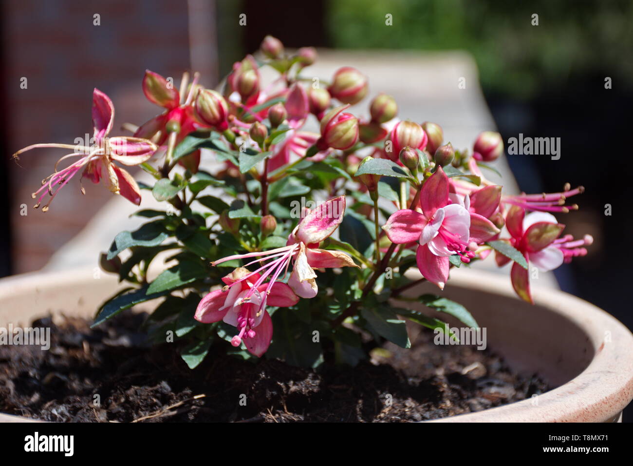 Closeup of the pink potted plant Stock Photo - Alamy