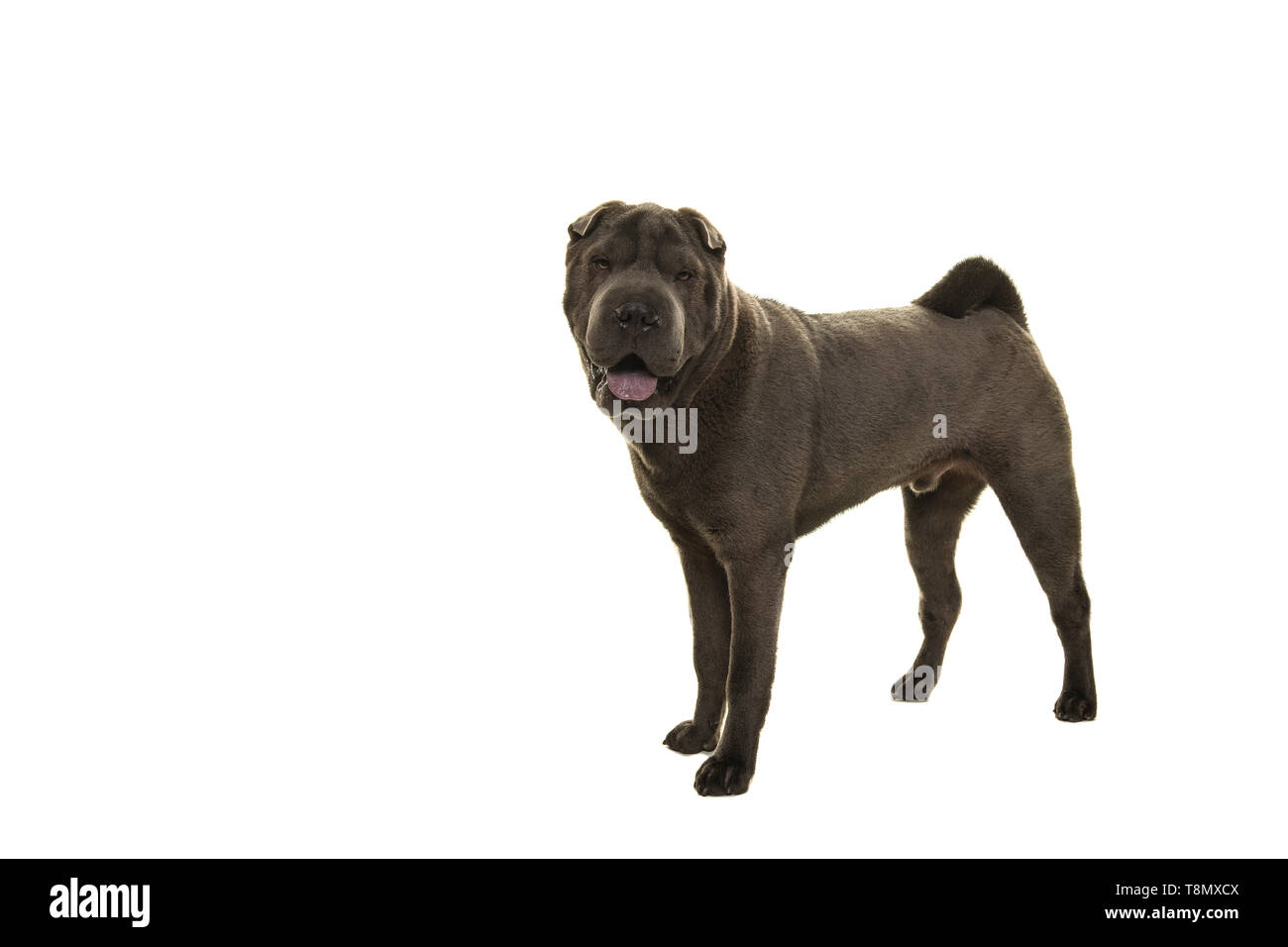 Standing grey Shar-pei dog seen from the side isolated on a white ...