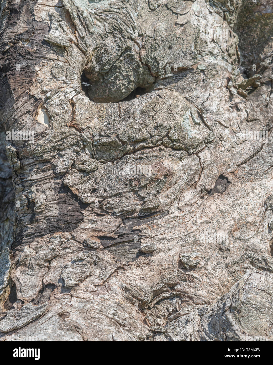 Human shapes in nature hi-res stock photography and images - Alamy