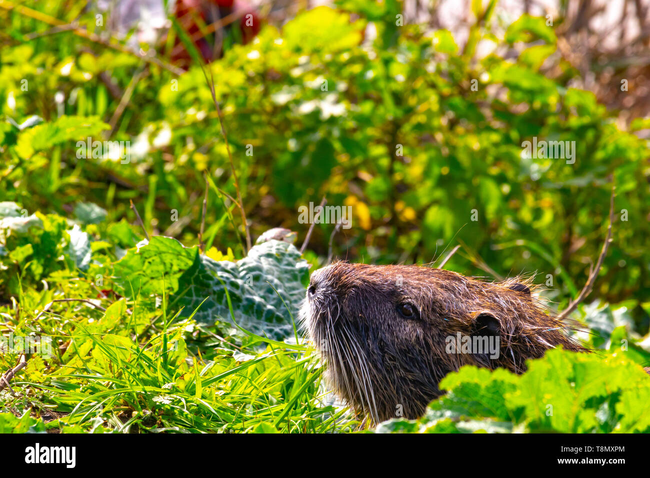 Big nutria hi-res stock photography and images - Alamy