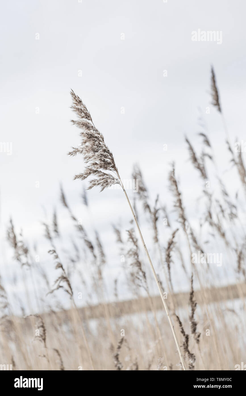 Dry reed hi-res stock photography and images - Alamy