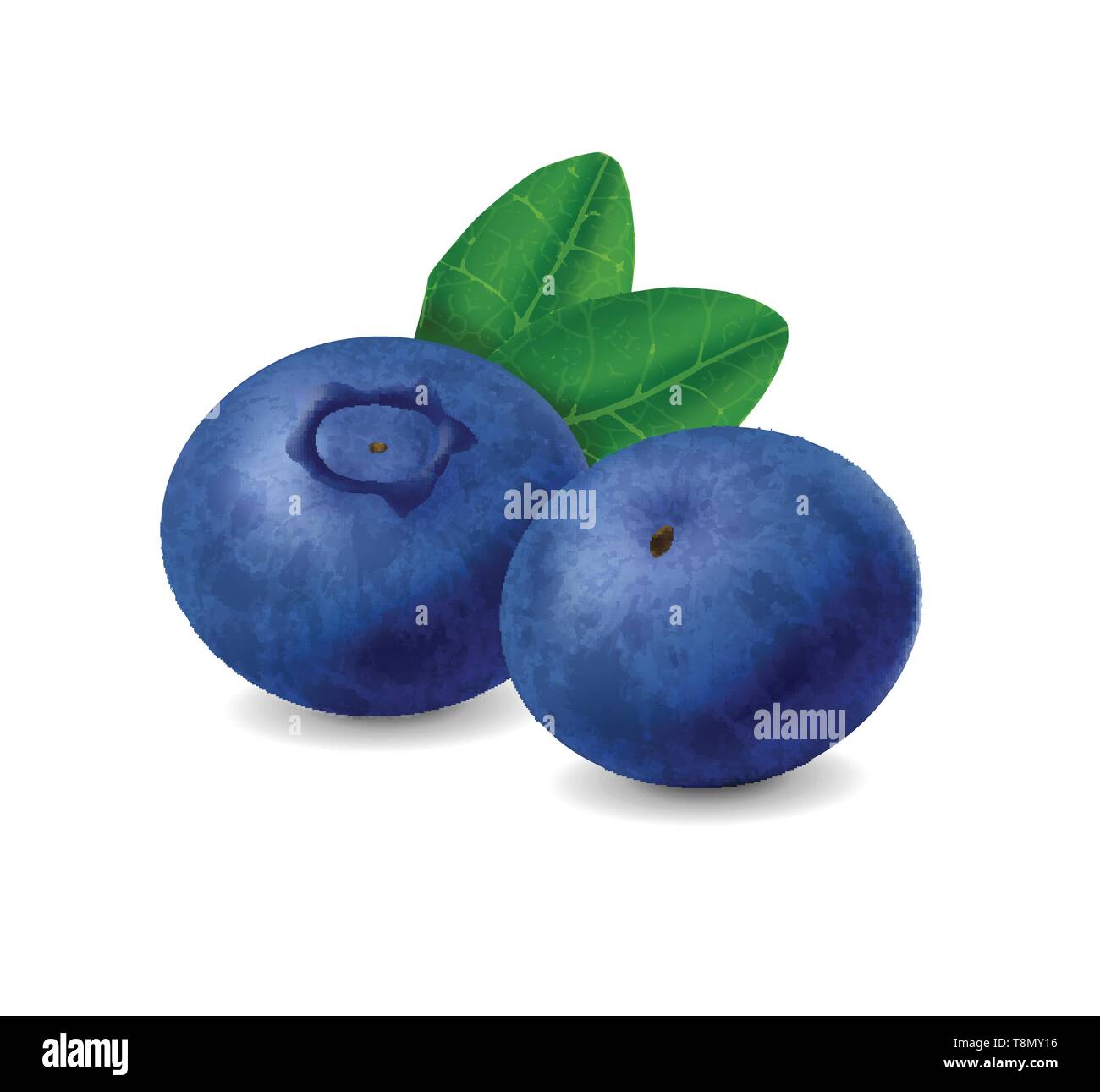 Blueberry isolated on white background. Realistic illustration Stock ...