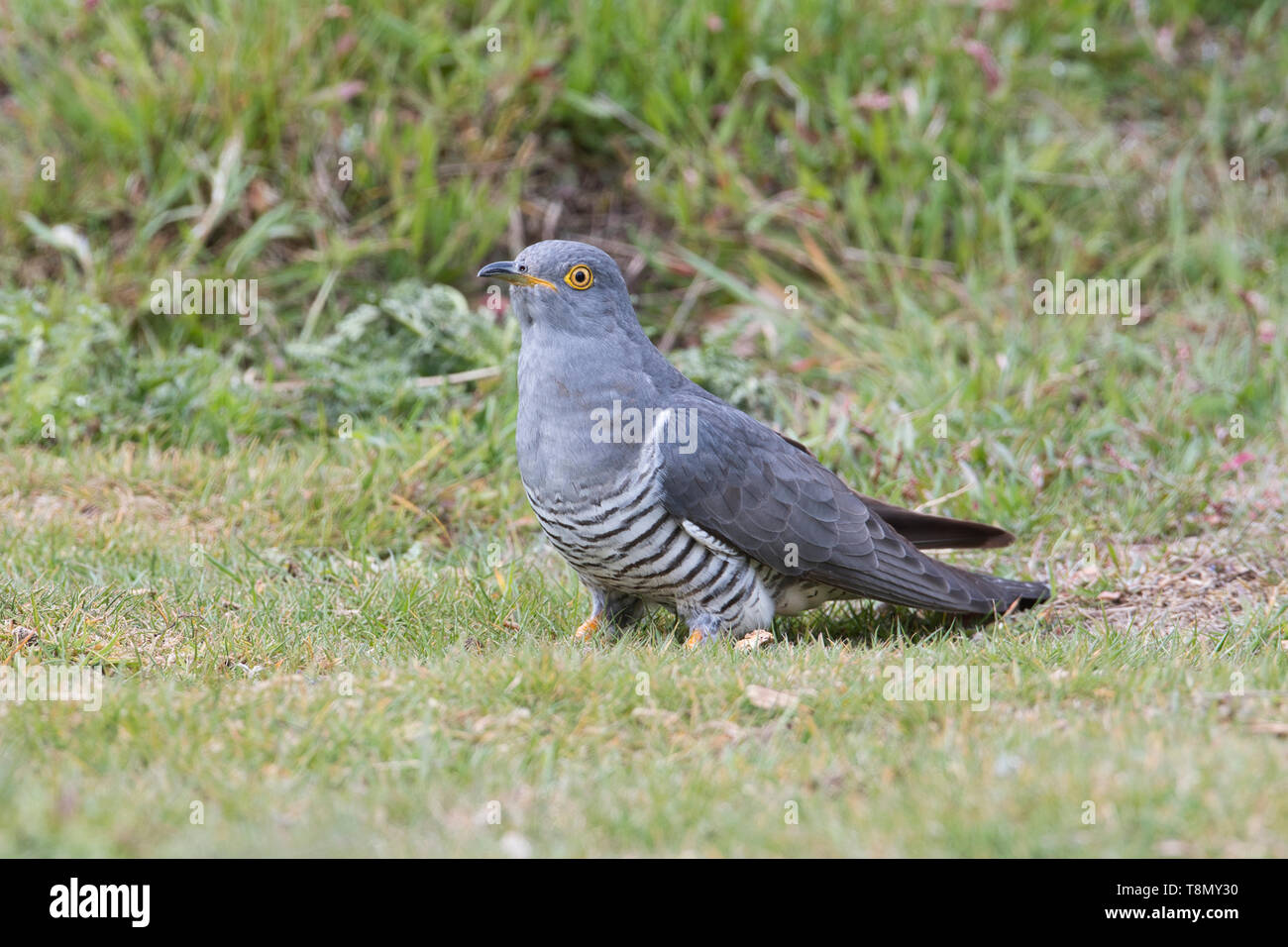 Male common cuckoo (Cuculus canorus Stock Photo - Alamy