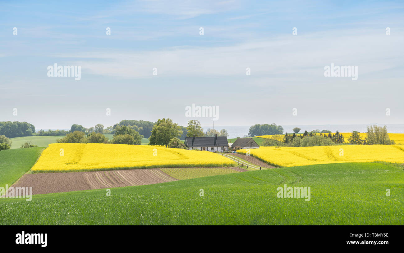 House in the countryside, in rural landscape with rapeseed fields ...