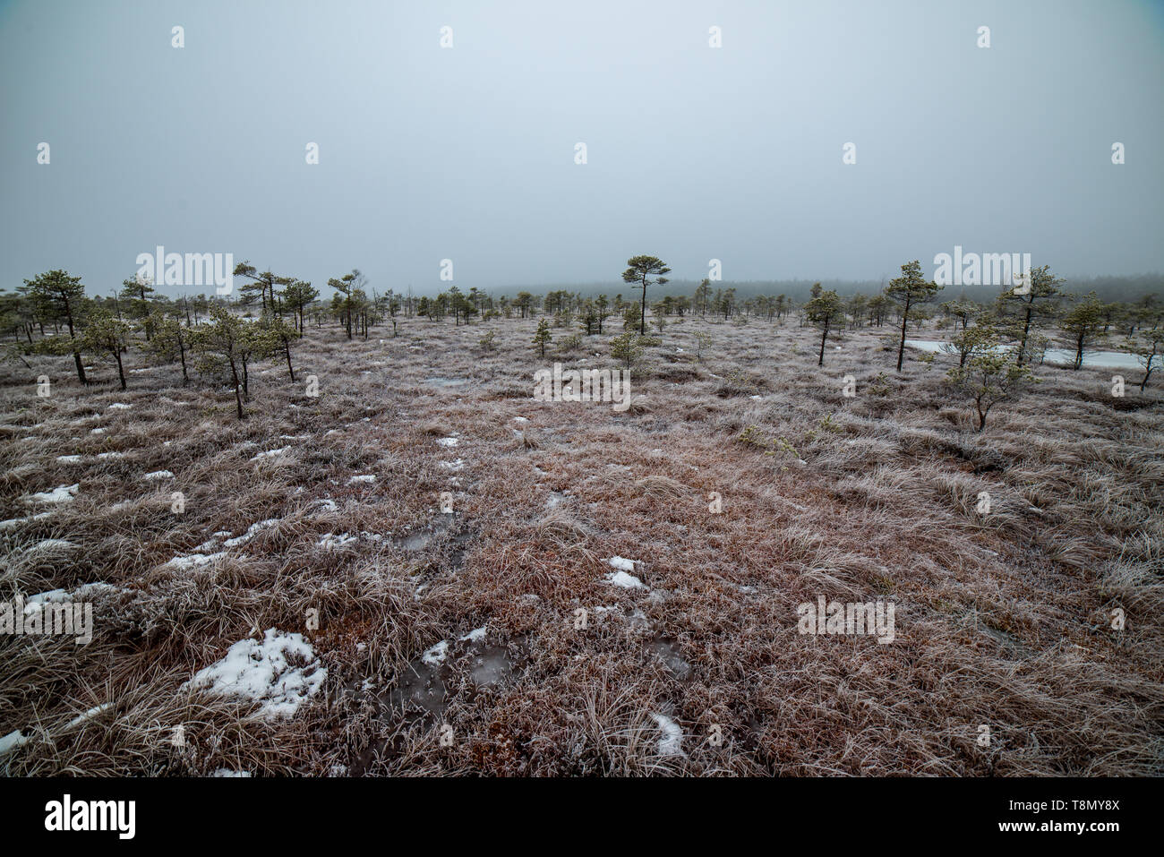 fields and forests covered in snow in winter frost. empty countryside ...