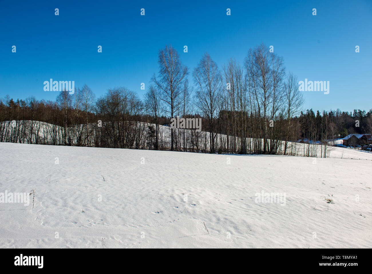 fields and forests covered in snow in winter frost. empty countryside ...