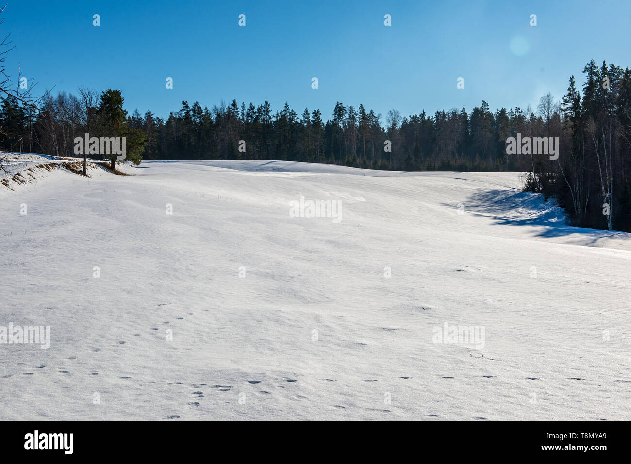 fields and forests covered in snow in winter frost. empty countryside ...