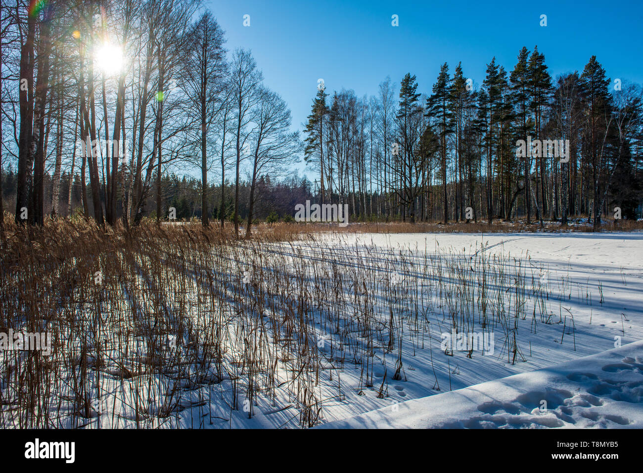 fields and forests covered in snow in winter frost. empty countryside ...