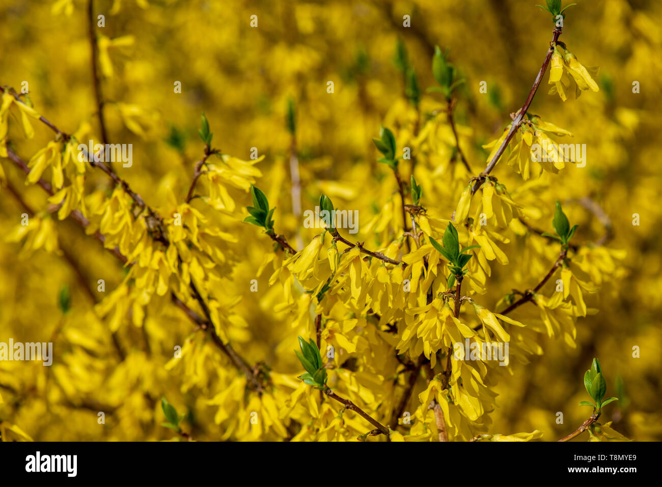 bright yellow blossoms on the bushes and tree branches in spring Stock ...