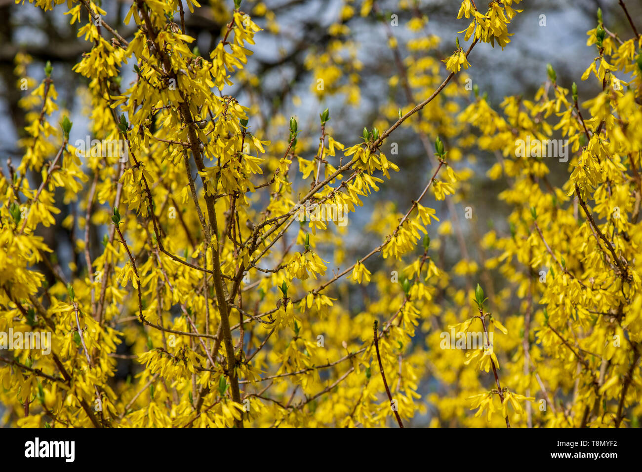 bright yellow blossoms on the bushes and tree branches in spring Stock ...
