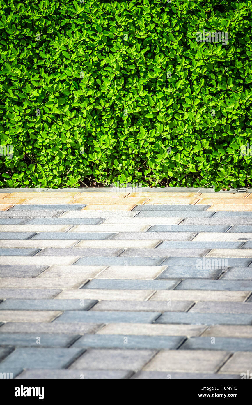 Decorative neatly trimmed bushes in the park along the cobblestone ...