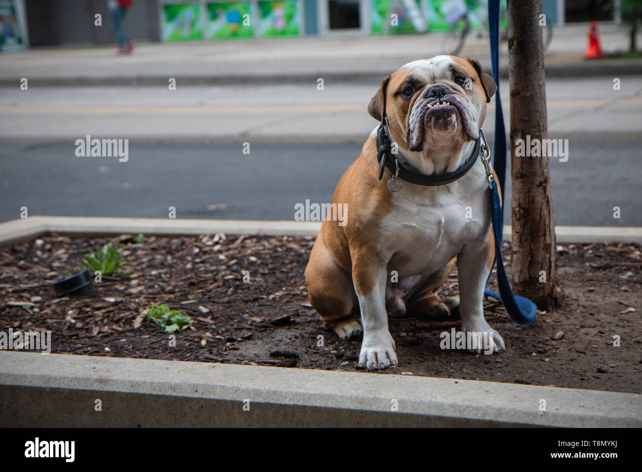 An adorable ugly British Bulldog with an underbite waiting for it's ...