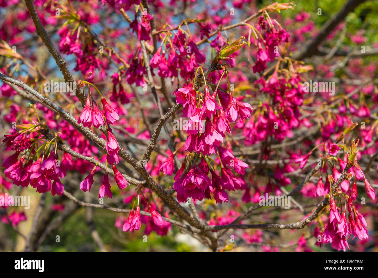 Spring Japanese Bellflower Cherry tree pink blossom as background Stock ...
