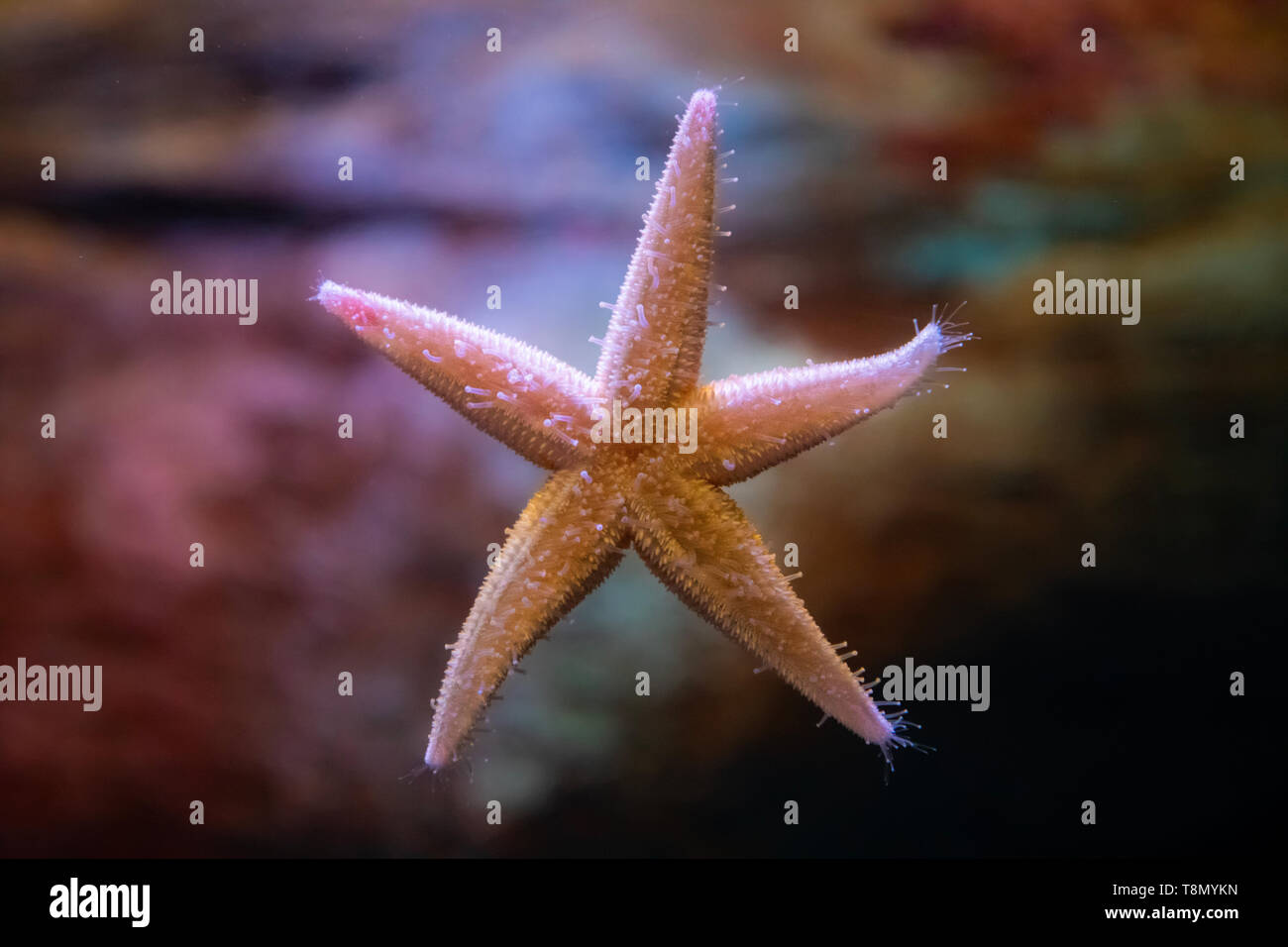 Regeneration starfish hi-res stock photography and images - Alamy