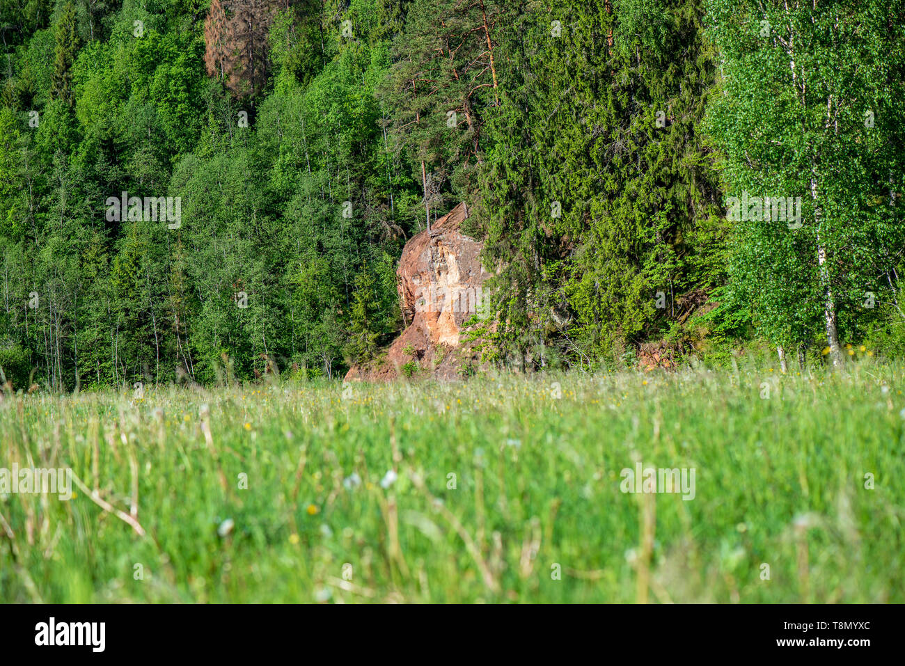 bright green meadow in sunny day in countryside with flowers and blue ...