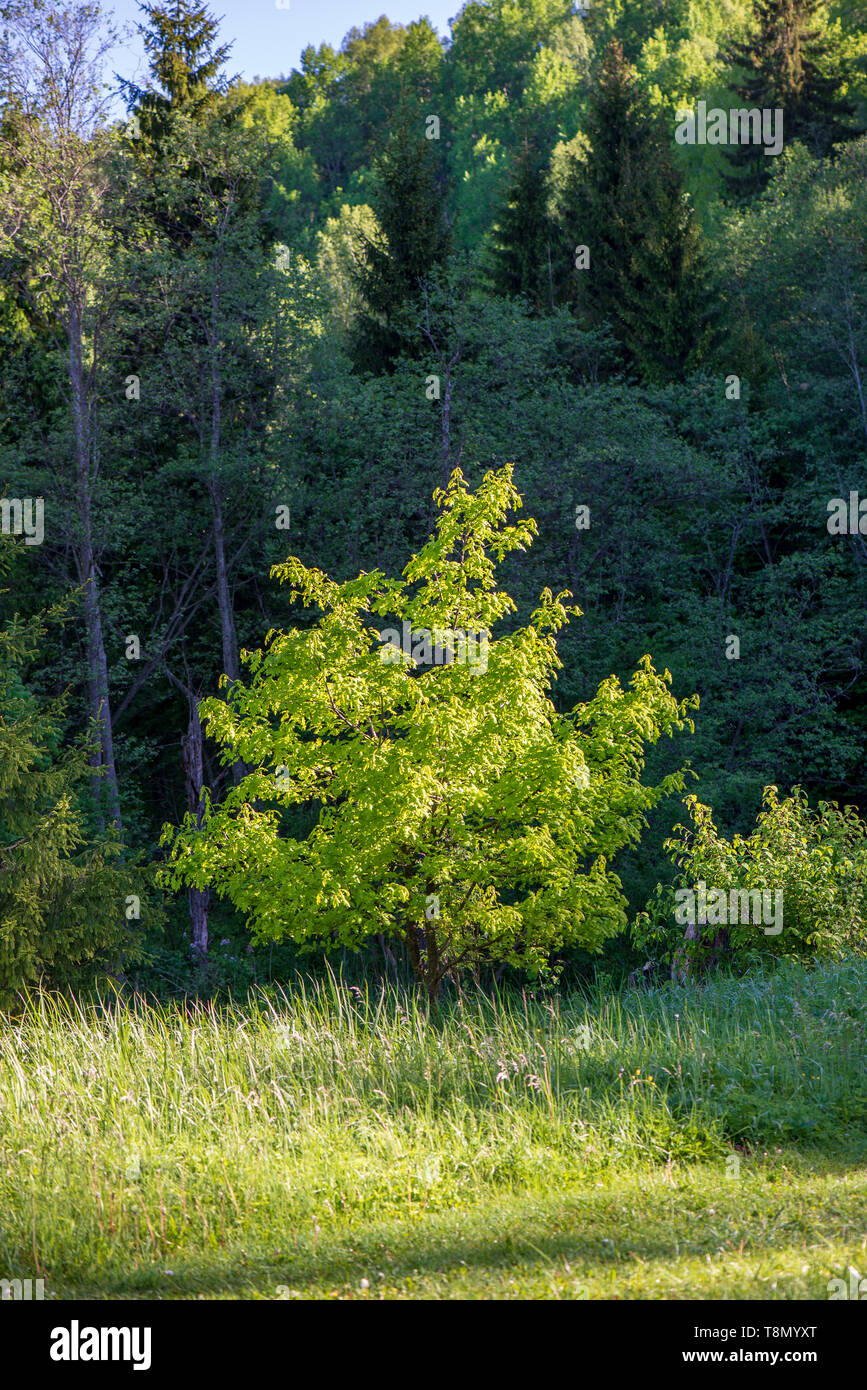 bright green meadow in sunny day in countryside with flowers and blue ...