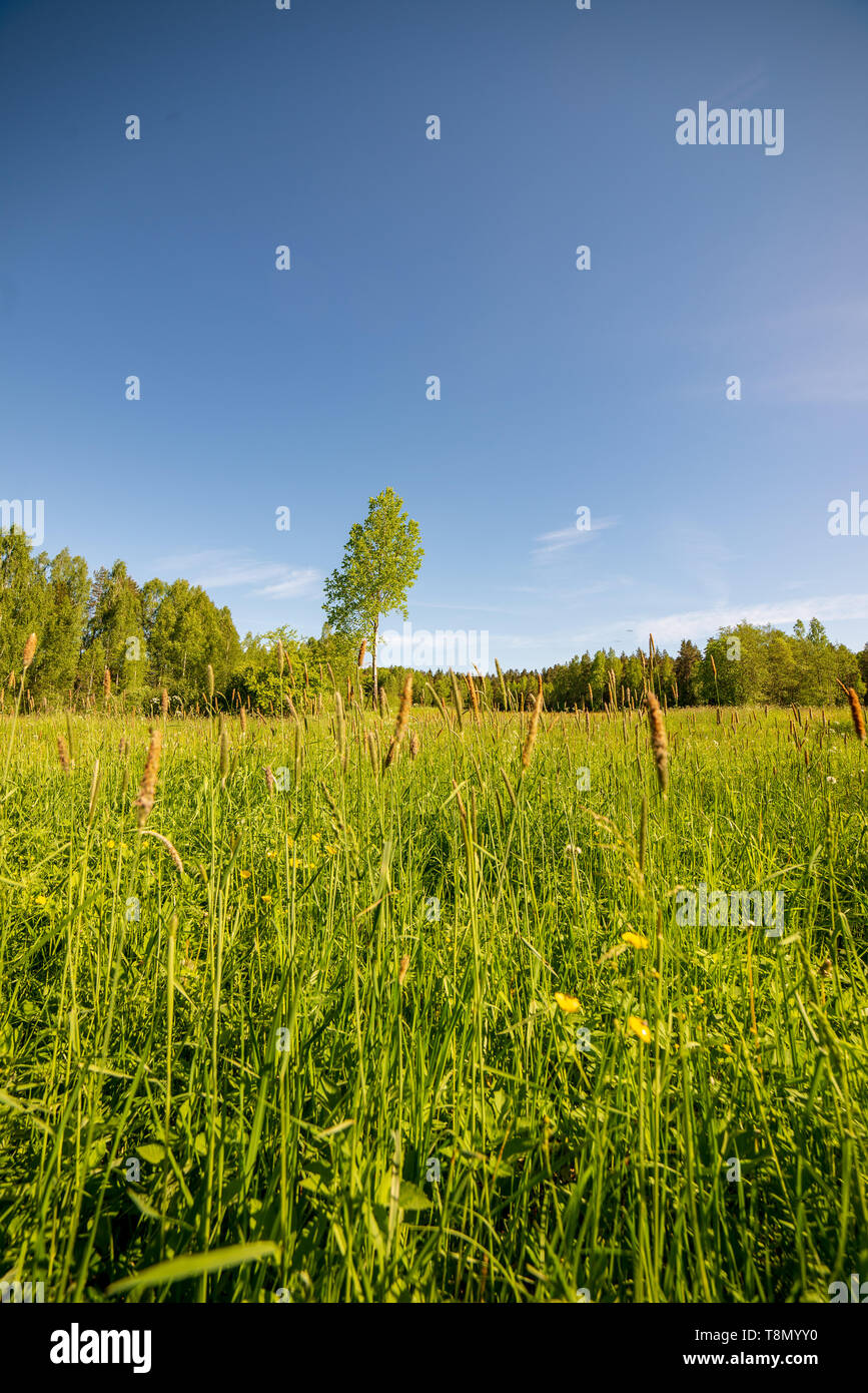 bright green meadow in sunny day in countryside with flowers and blue ...