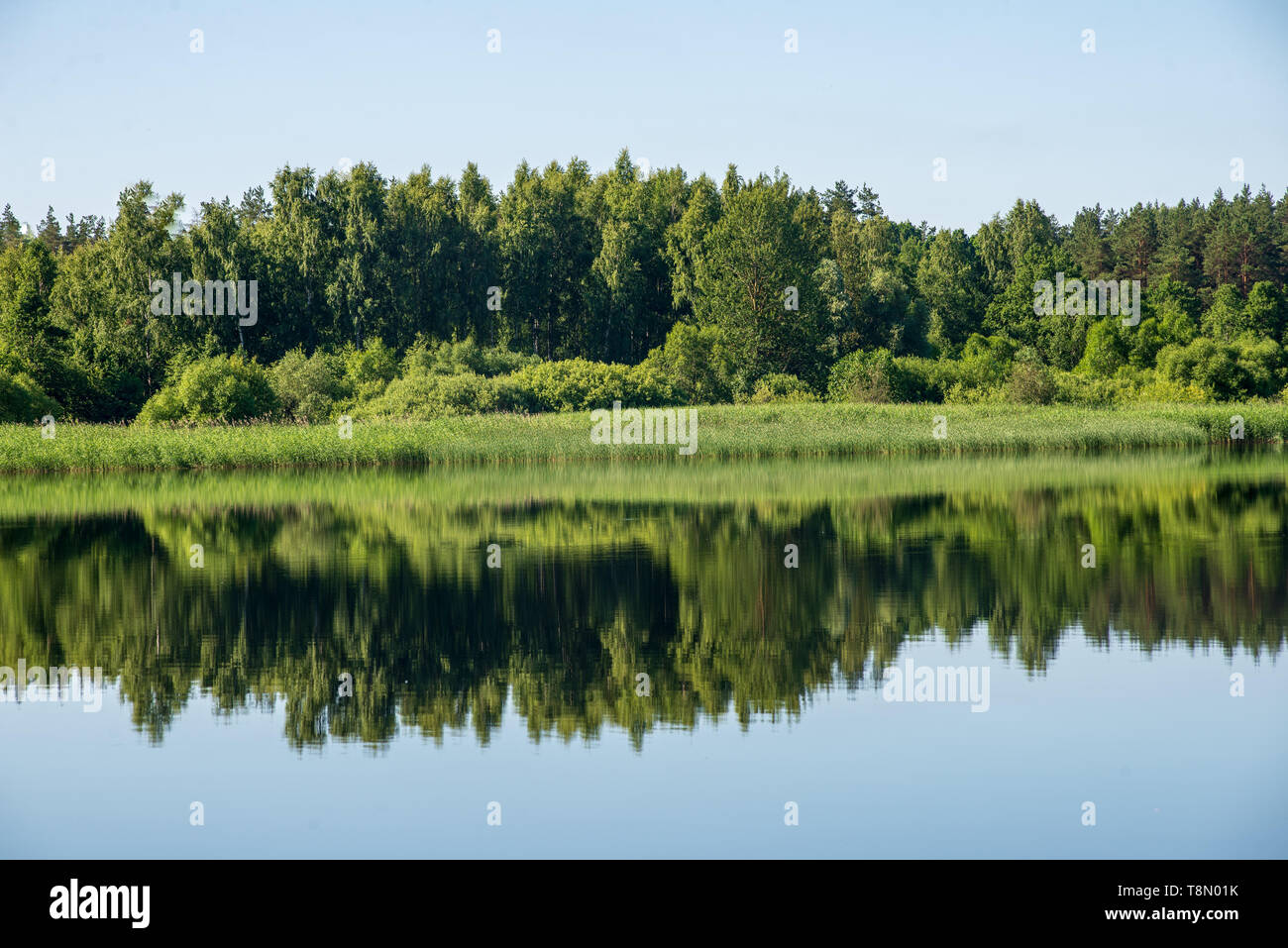 reflections of shore trees in the calm water of a lake in countryside ...