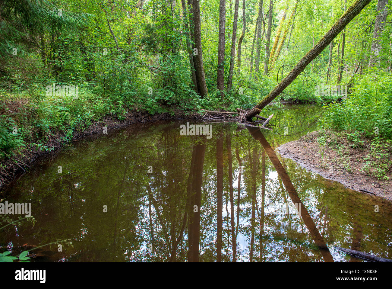 reflections of shore trees in the calm water of a lake in countryside ...