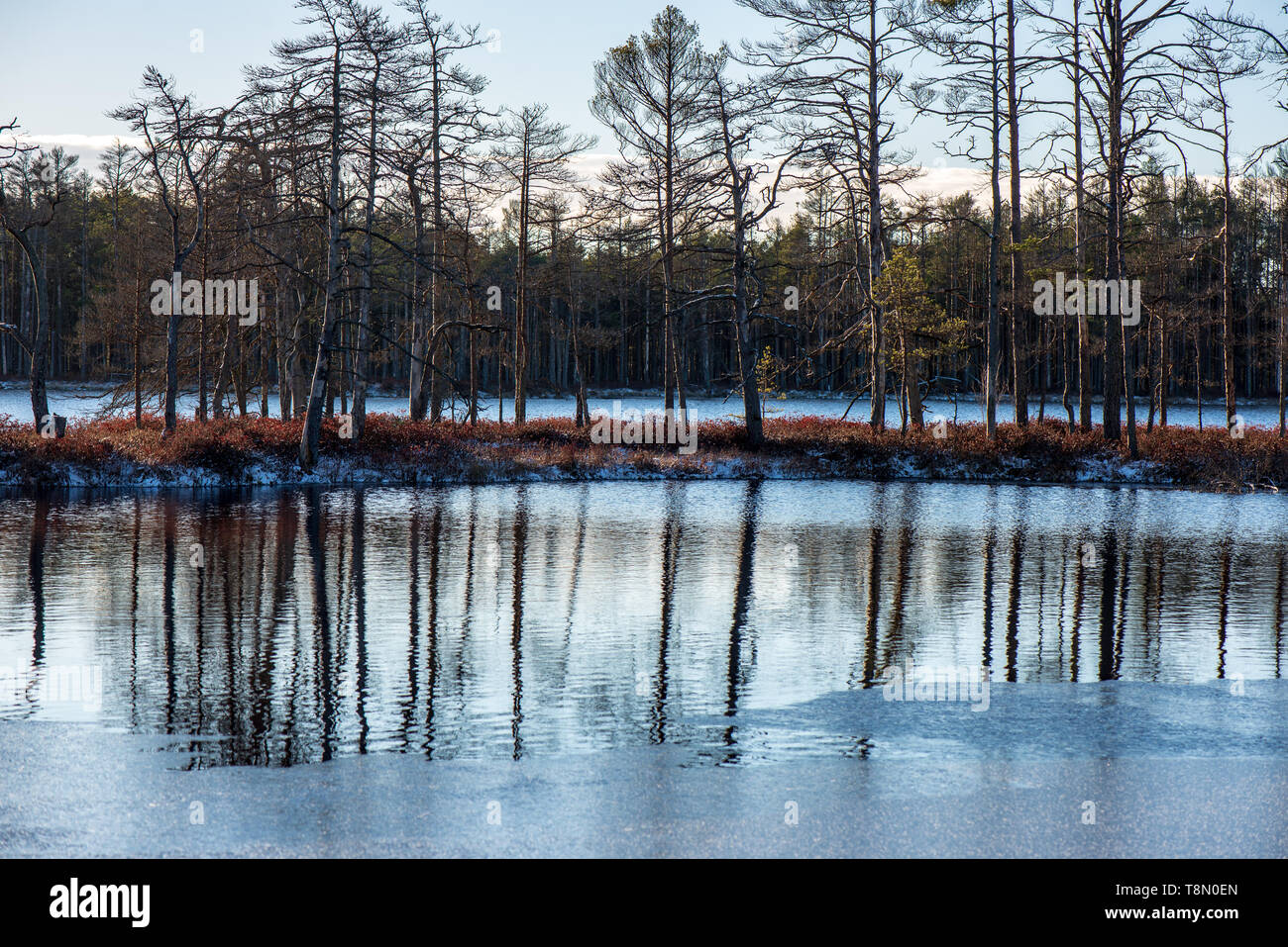 reflections of shore trees in the calm water of a lake in countryside ...