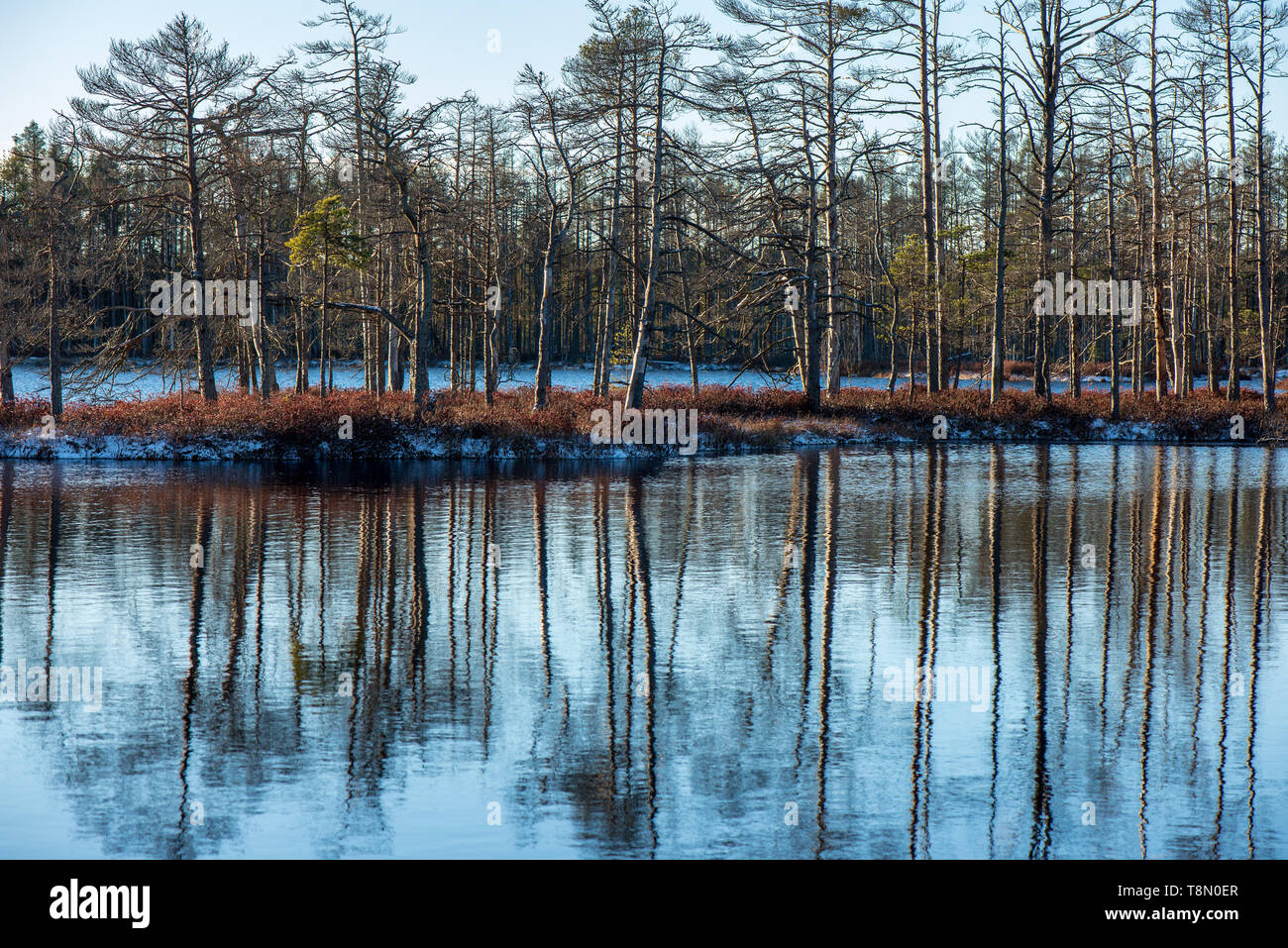 reflections of shore trees in the calm water of a lake in countryside ...