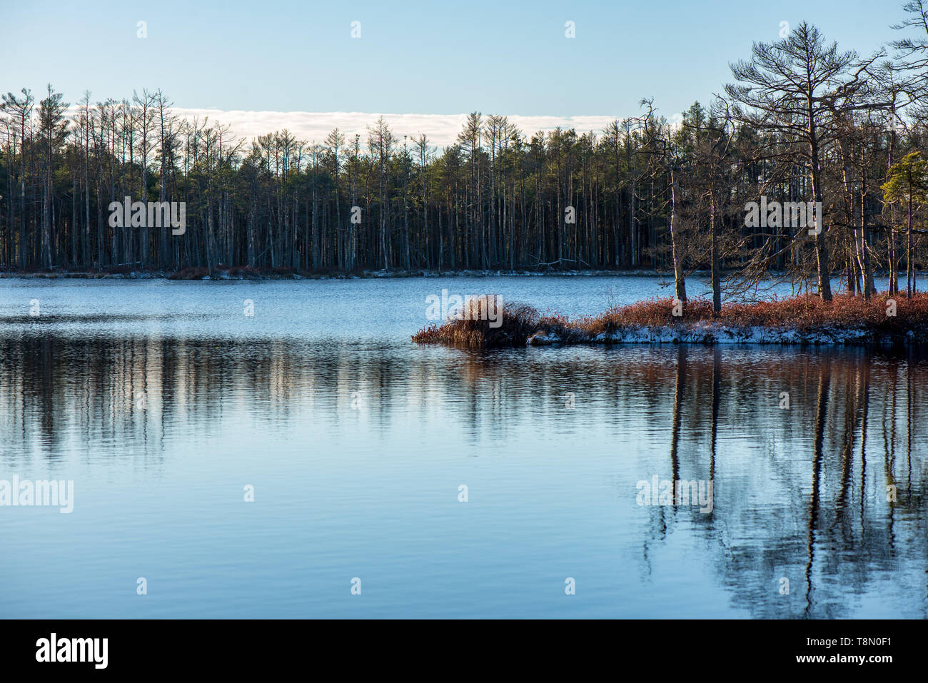 reflections of shore trees in the calm water of a lake in countryside ...