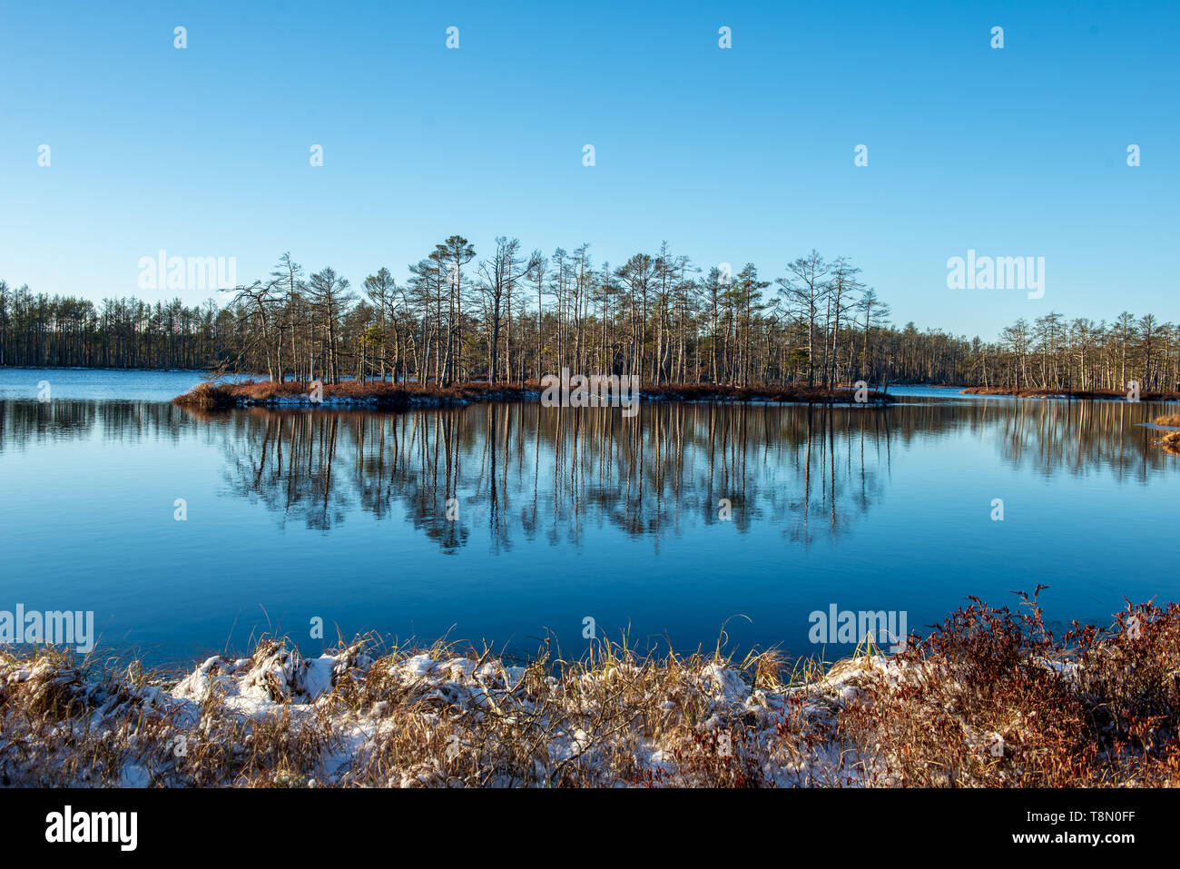 reflections of shore trees in the calm water of a lake in countryside ...
