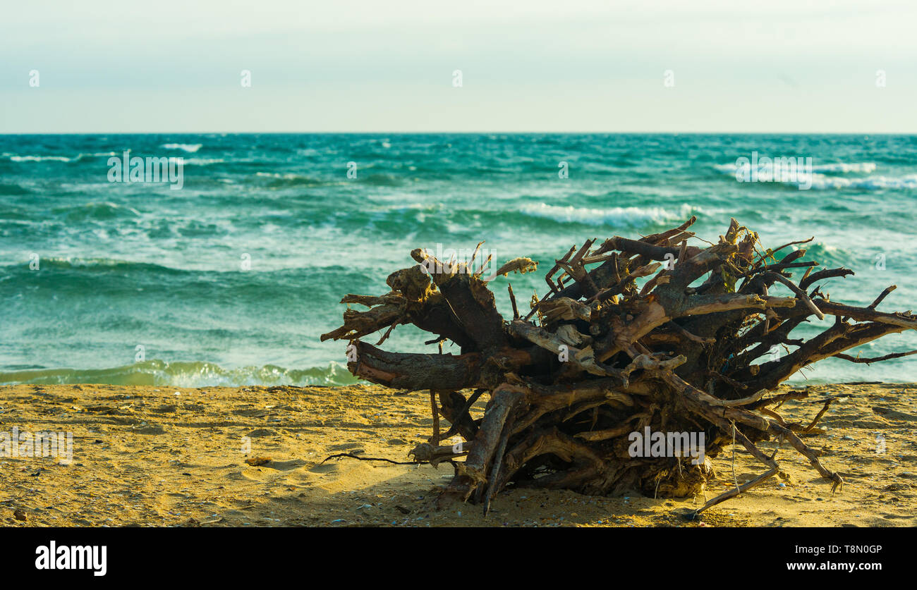 marine view with decorative dead tree roots driftwood Stock Photo - Alamy