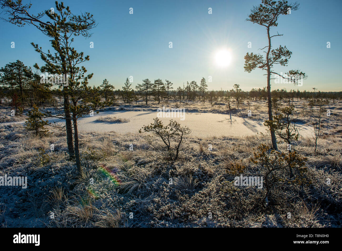 fields and forests covered in snow in winter frost. empty countryside ...
