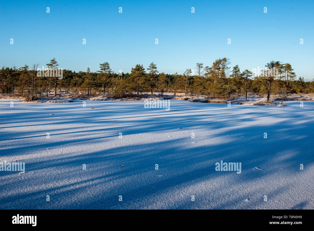 fields and forests covered in snow in winter frost. empty countryside ...