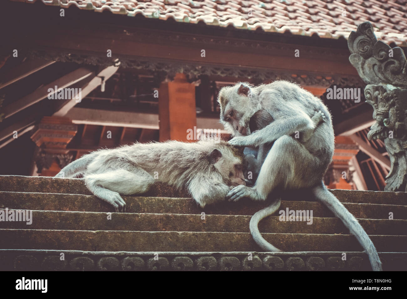Monkeys on a temple roof in the sacred Monkey Forest, Ubud, Bali ...
