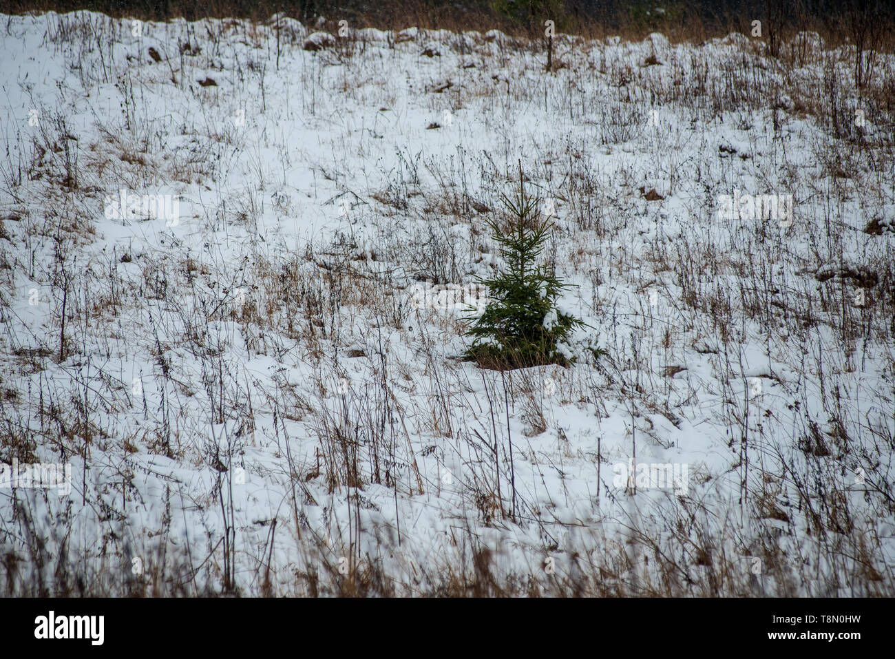 fields and forests covered in snow in winter frost. empty countryside ...