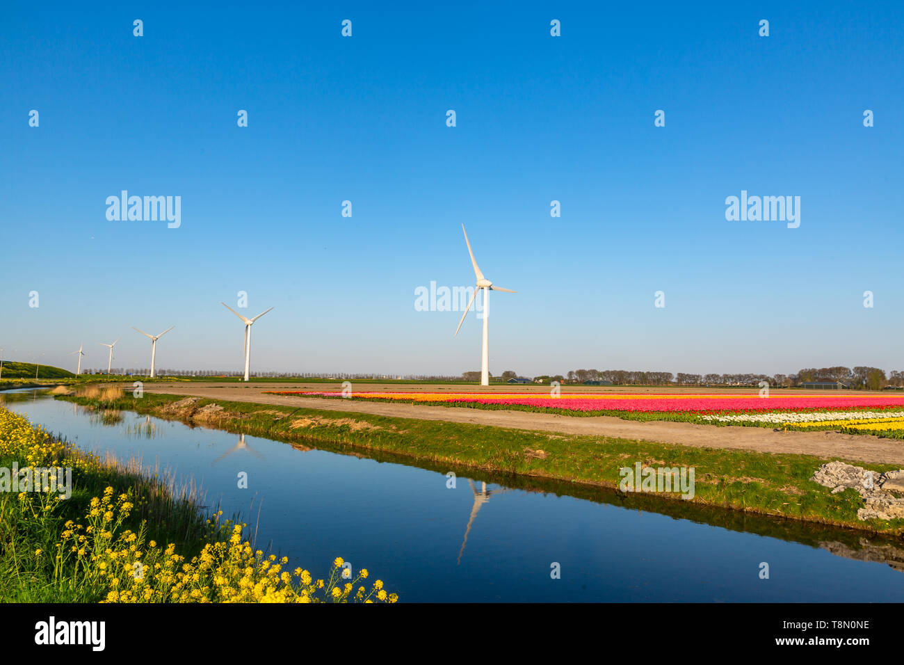 modern wind mill between tulip flower fields in The Netherlands Stock ...