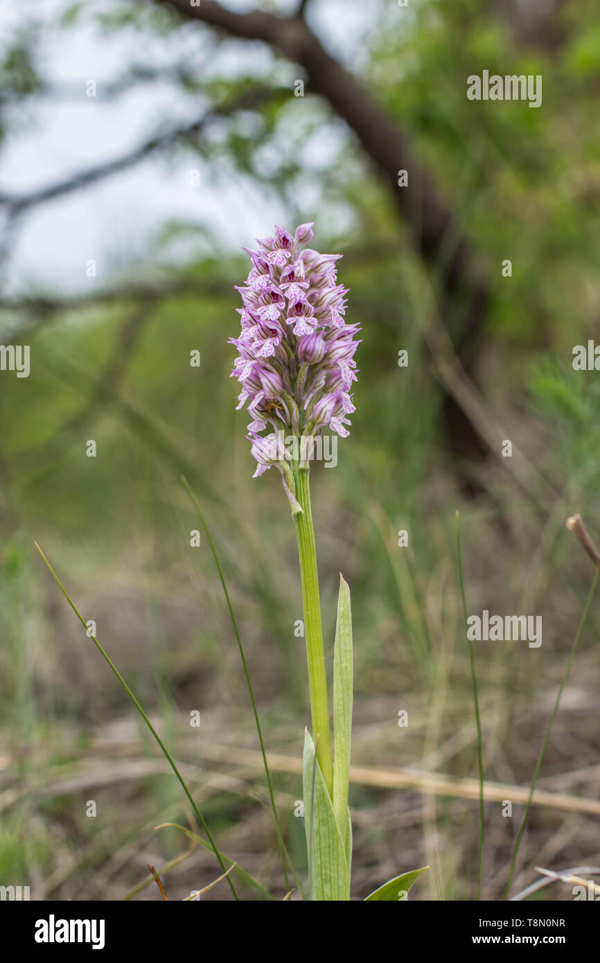 Wild orchid neotinea tridentata hi-res stock photography and images - Alamy