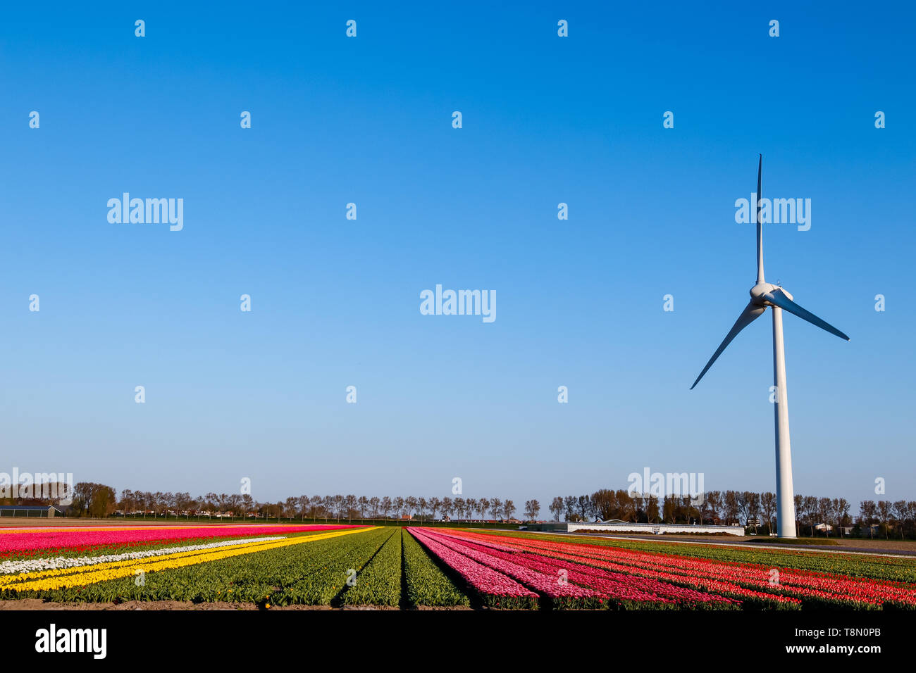 modern wind mill between tulip flower fields in The Netherlands Stock ...