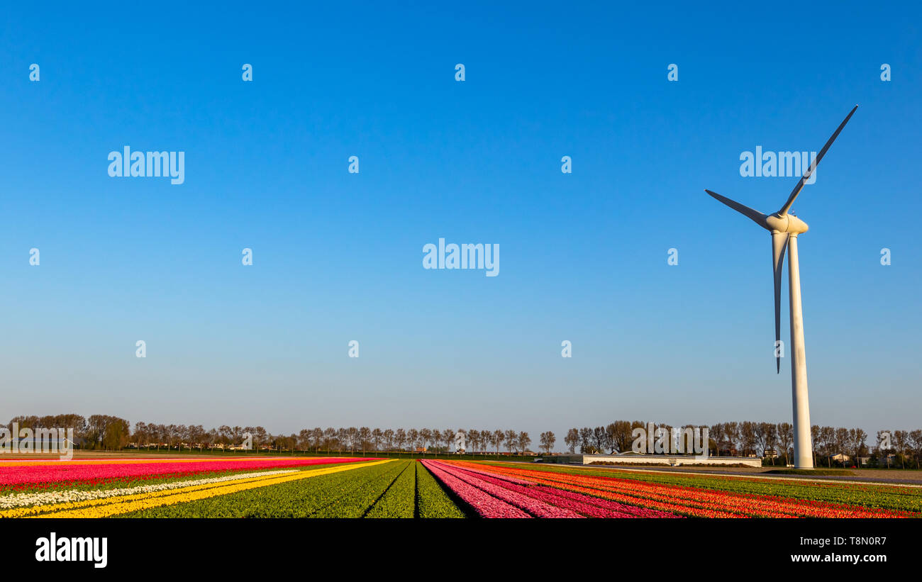 modern wind mill between tulip flower fields in The Netherlands Stock ...