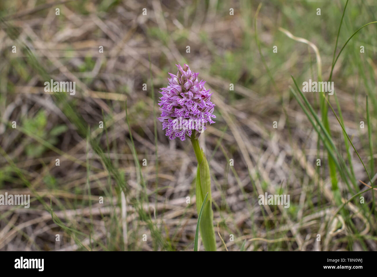 Toothed orchid neotinea tridentata hi-res stock photography and images ...