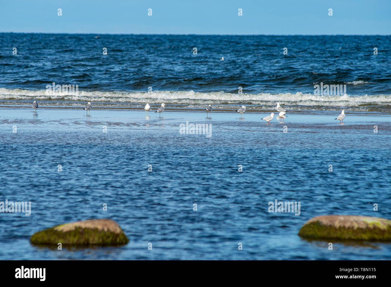 empty sea beach with rocks and grass in summer with low tide. Baltic sea, Latvia shore Stock ...