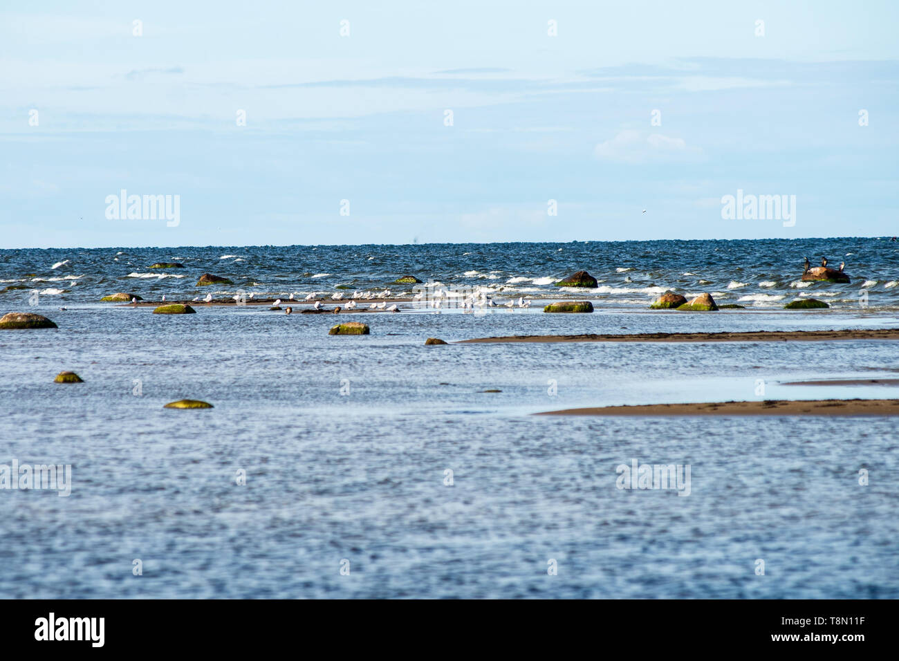 empty sea beach with rocks and grass in summer with low tide. Baltic ...
