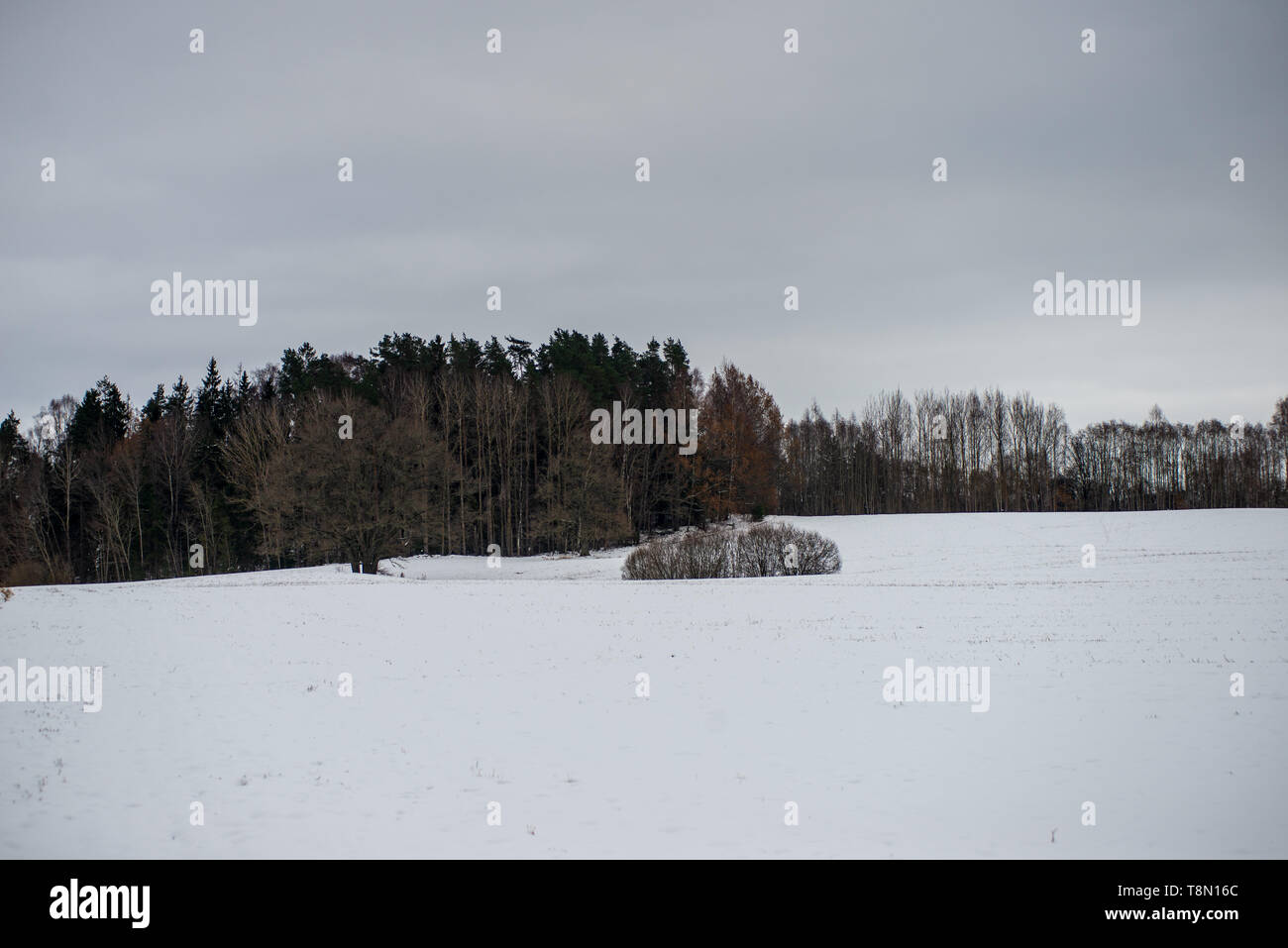 fields and forests covered in snow in winter frost. empty countryside ...