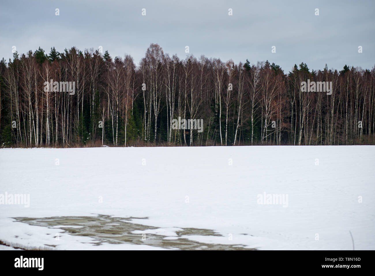 fields and forests covered in snow in winter frost. empty countryside ...
