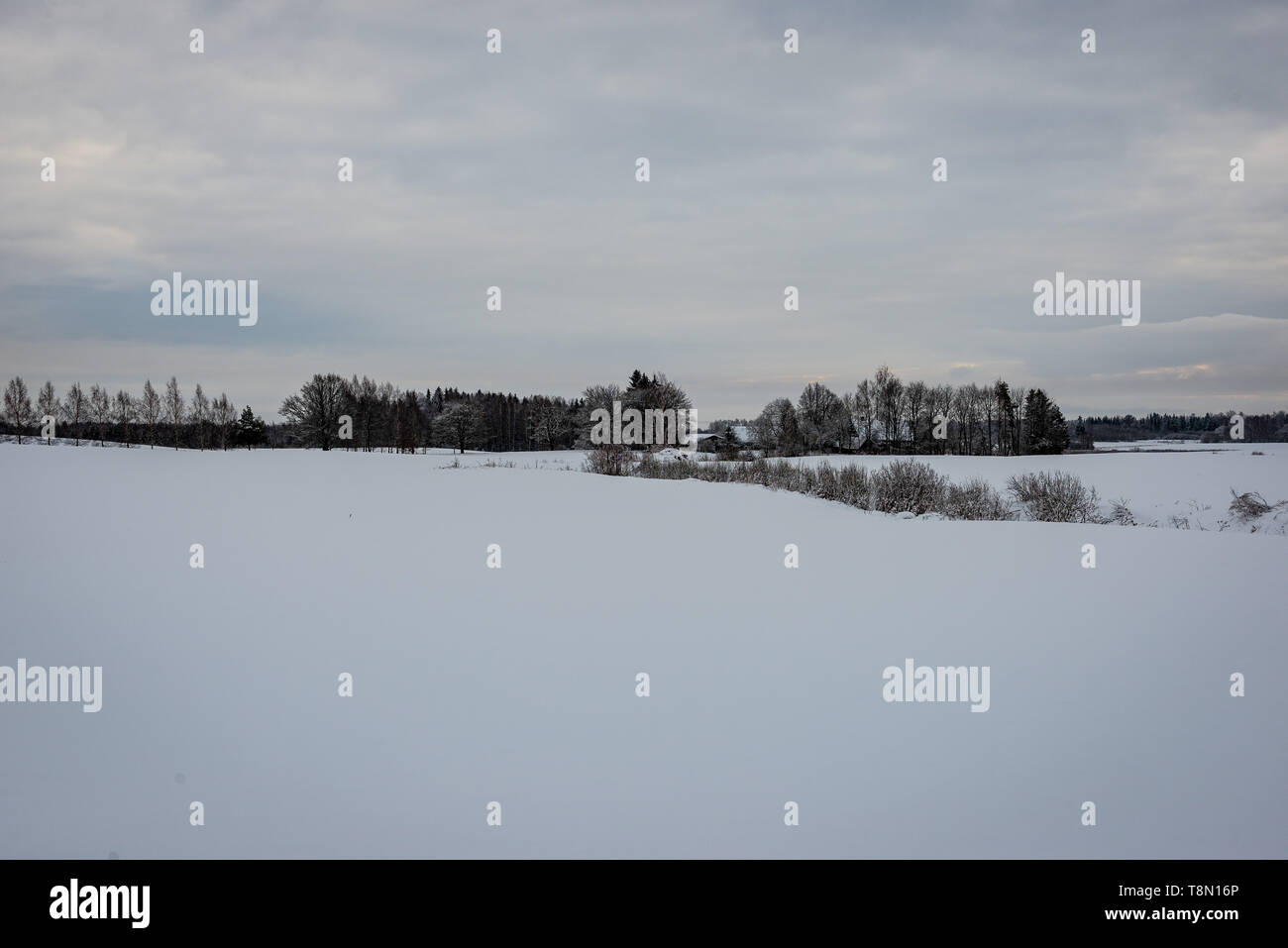 fields and forests covered in snow in winter frost. empty countryside ...