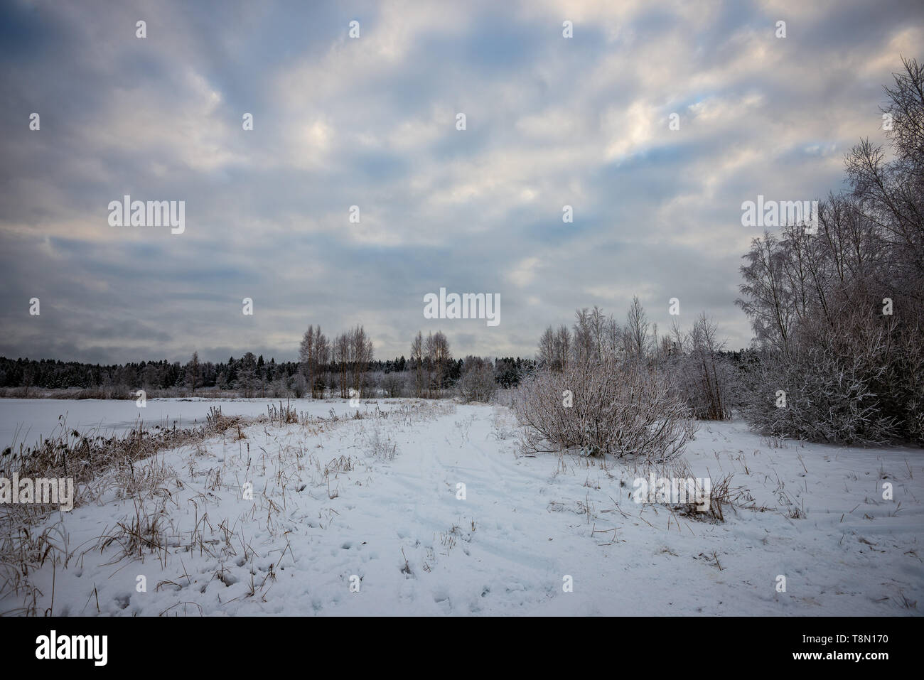 fields and forests covered in snow in winter frost. empty countryside ...
