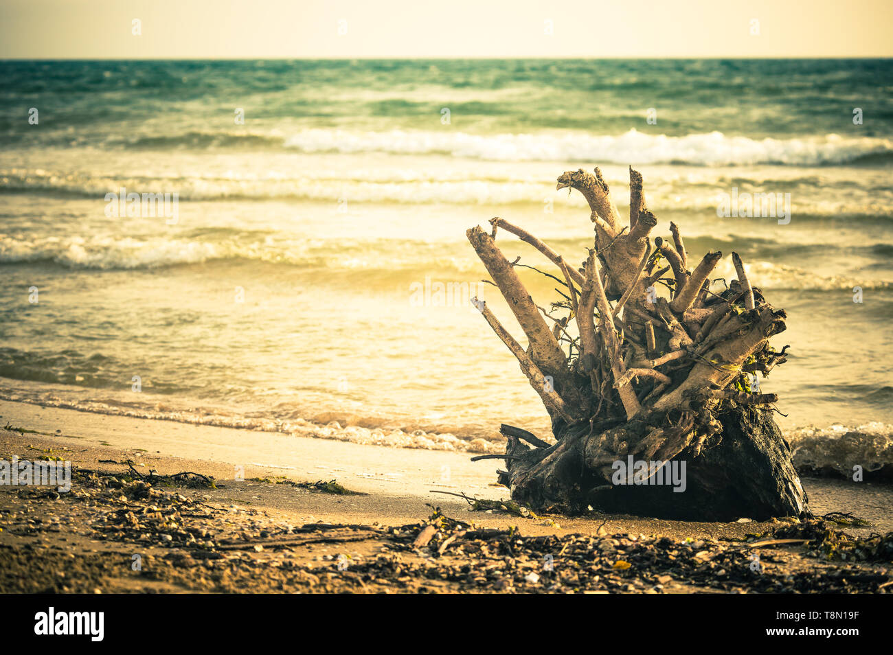 marine view with dead tree roots driftwood Stock Photo - Alamy