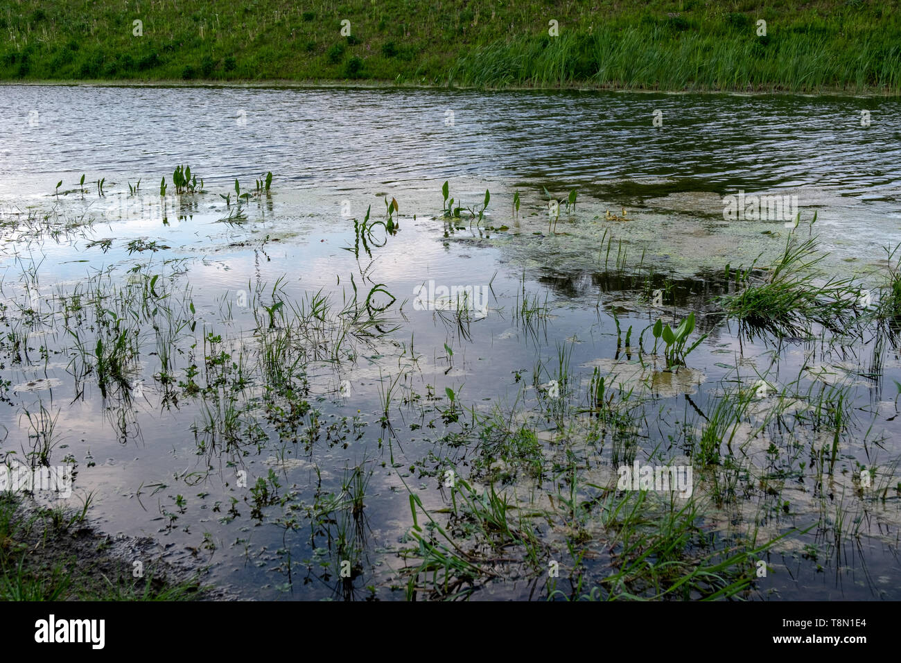 puddle of mud and dirty water in country Stock Photo - Alamy