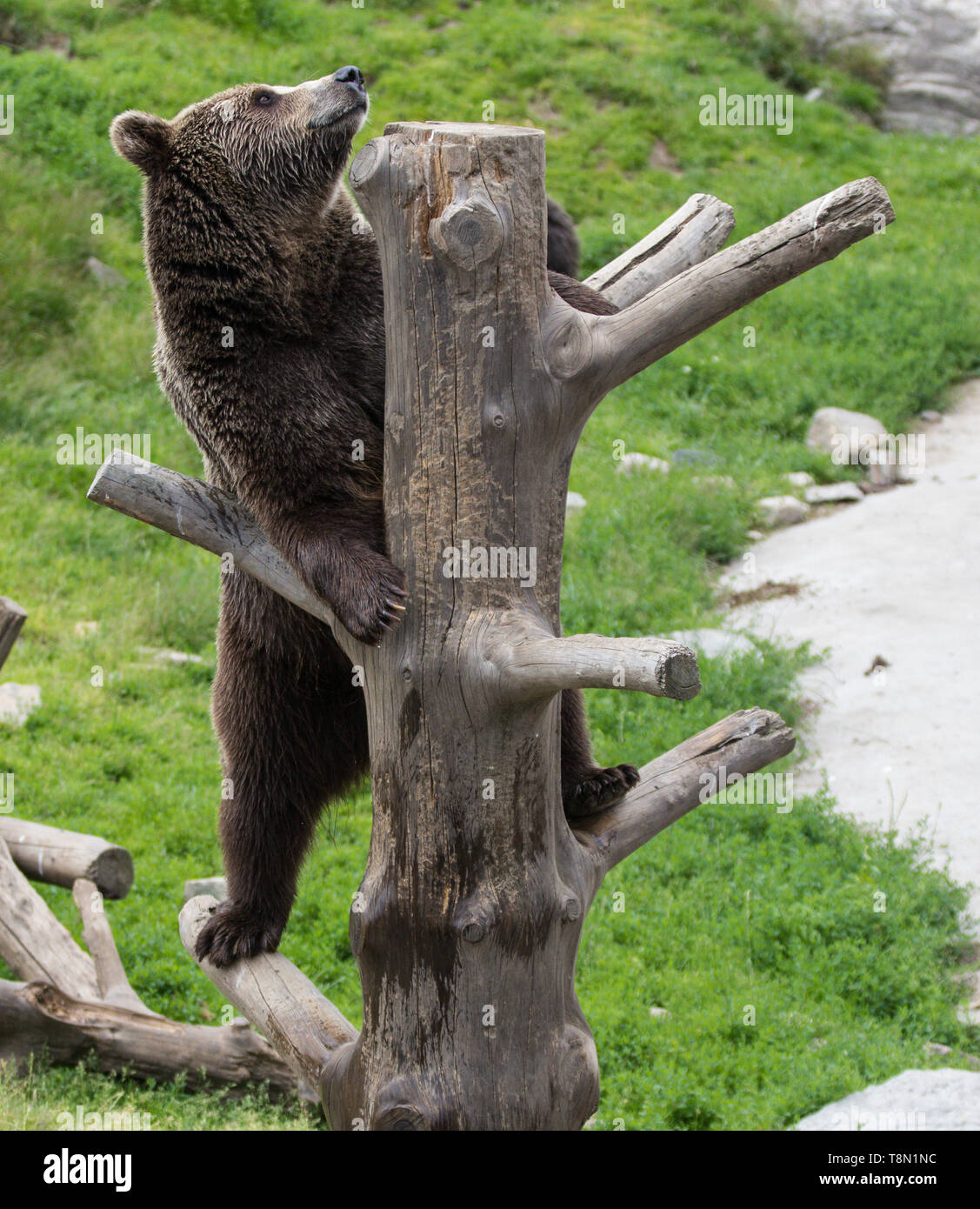 Closeup portrait of huge adult brown bear climbing on the tree trunk ...