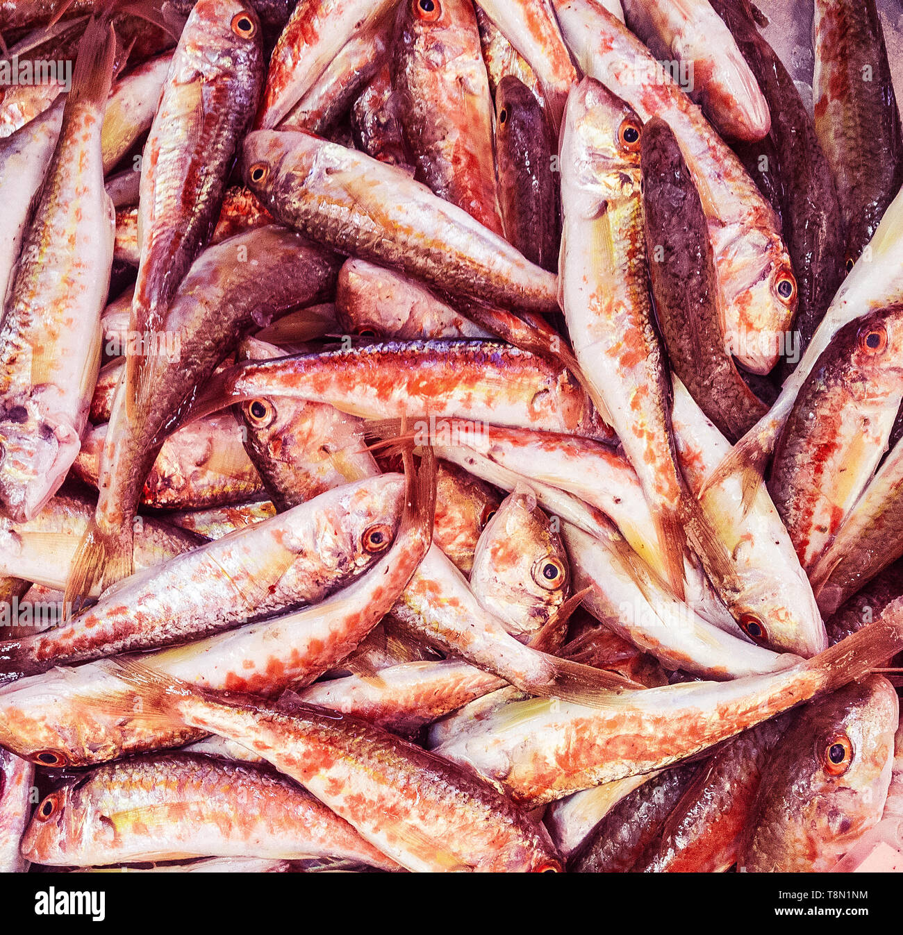 fresh Red Mullet, closeup Stock Photo - Alamy