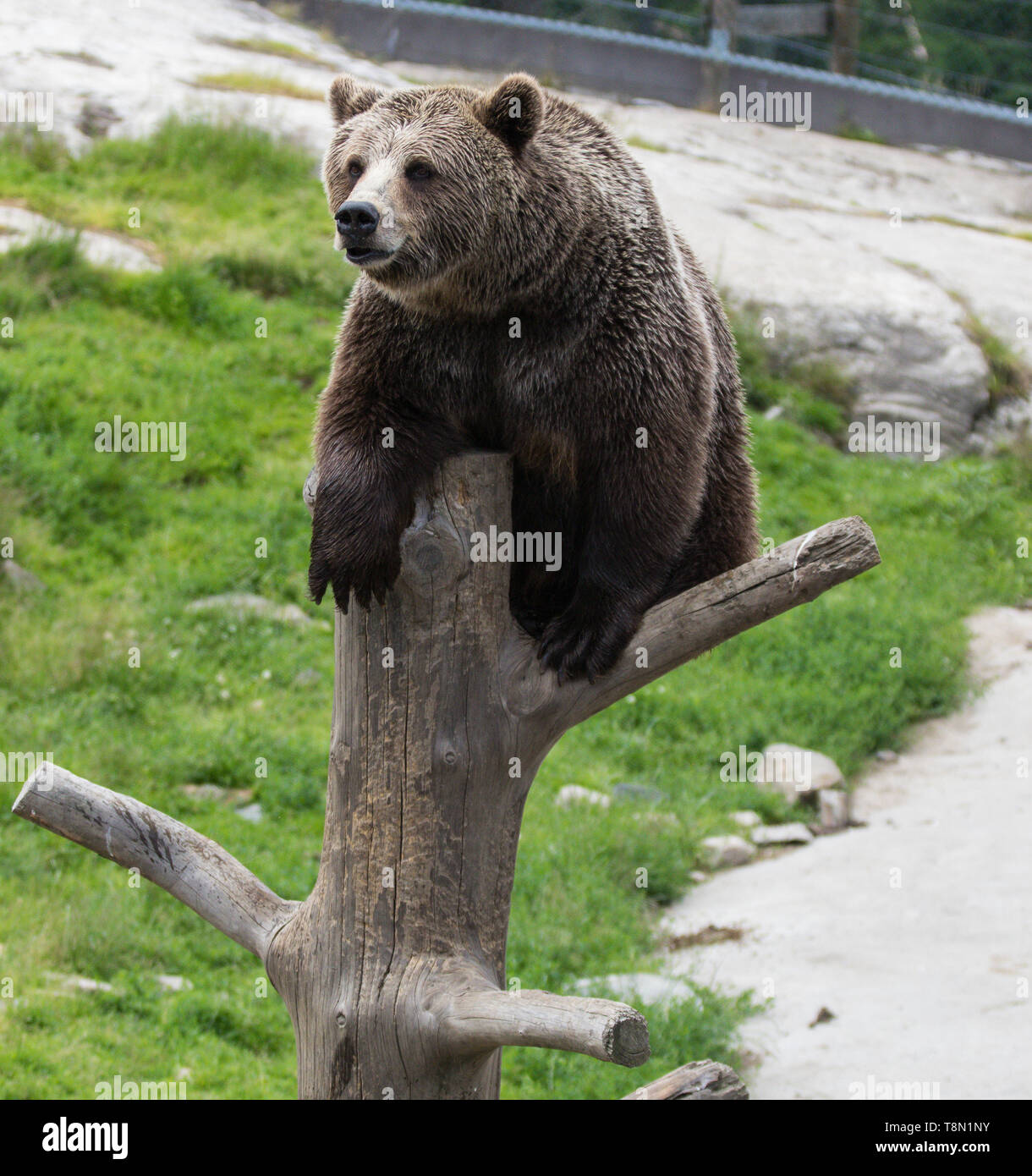 Closeup portrait of huge adult brown bear climbing on the tree trunk ...