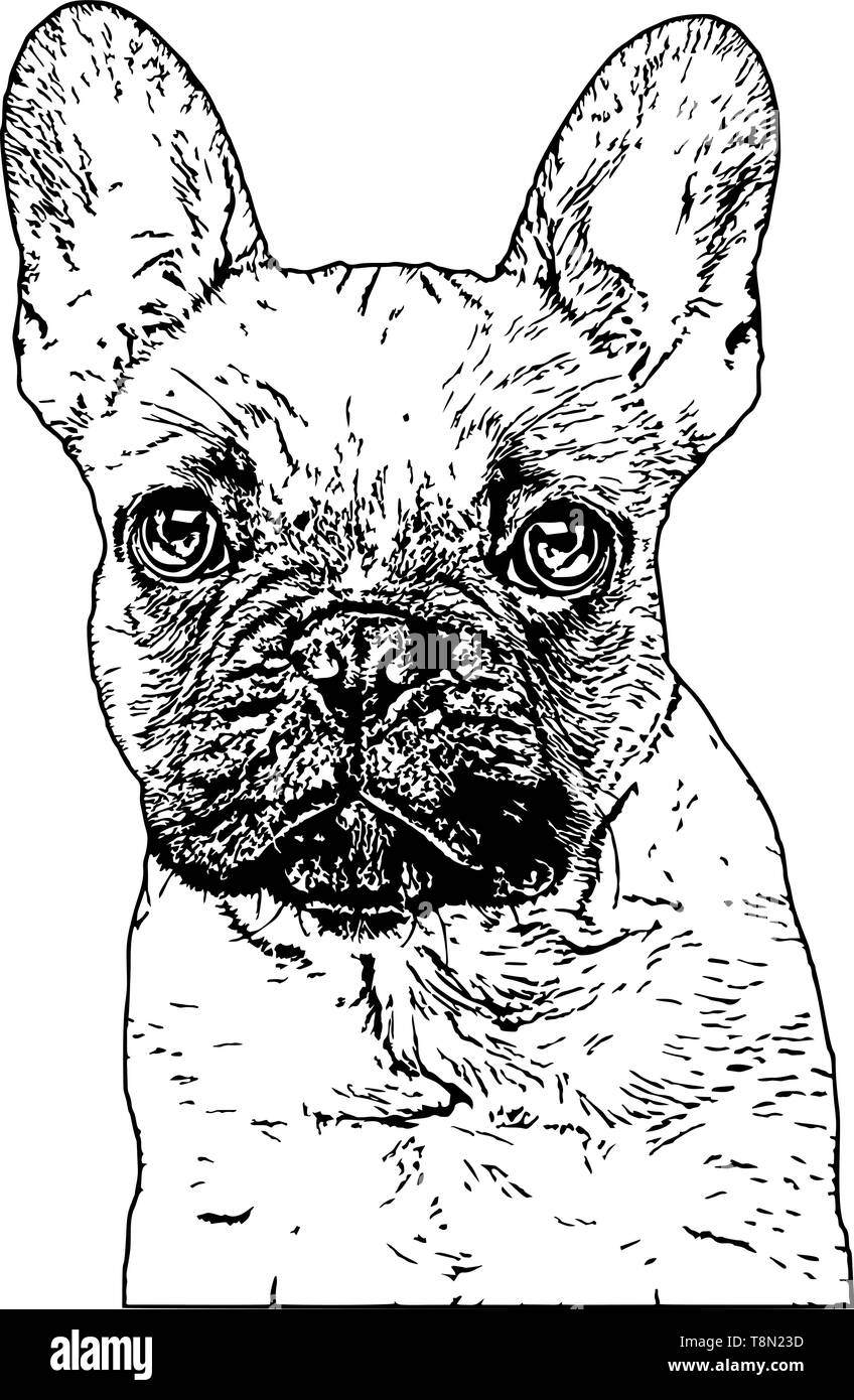 Vector Illustration of a French Bulldog Stock Vector Image & Art - Alamy