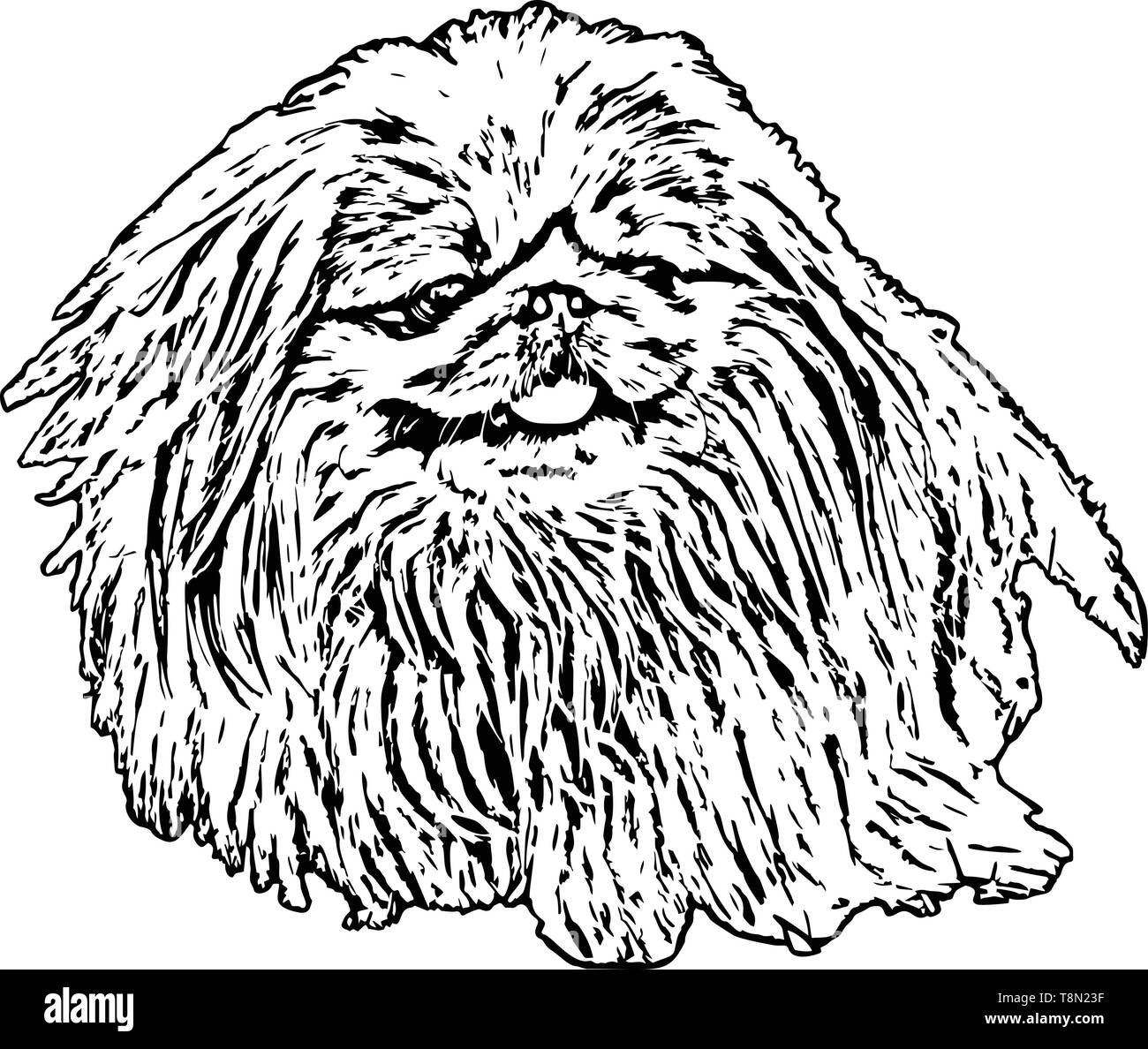 Vector Illustration of a Pekinese Stock Vector Image & Art - Alamy